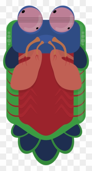 Shrimp, Transparent PNG Clipart Images Free Download - ClipartMax